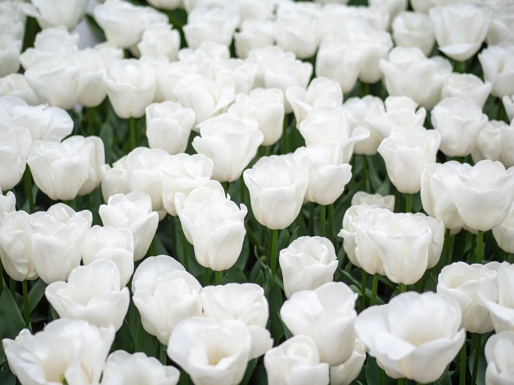 Field Of White Tulips Pictures, Photos, and Images for Facebook, Tumblr ...