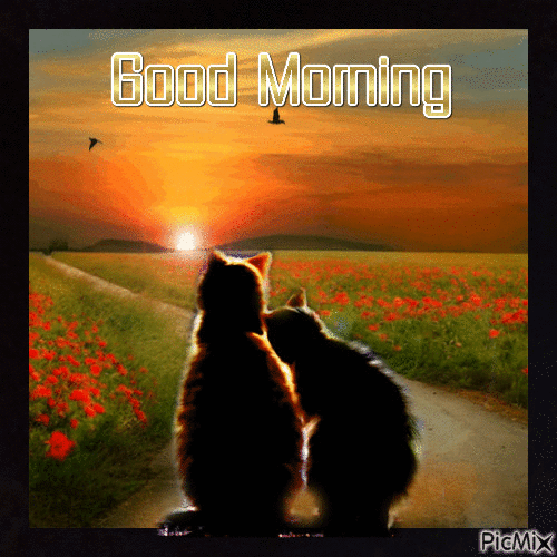 Cats At Sunrise Pictures, Photos, and Images for Facebook, Tumblr ...