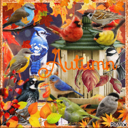 Beautiful Autumn Birds Pictures, Photos, and Images for Facebook ...