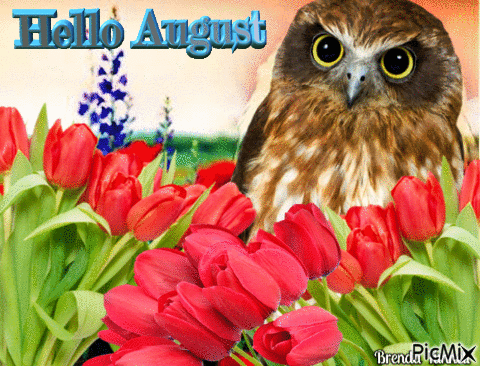Hello August Owl Gif Pictures, Photos, and Images for Facebook, Tumblr ...