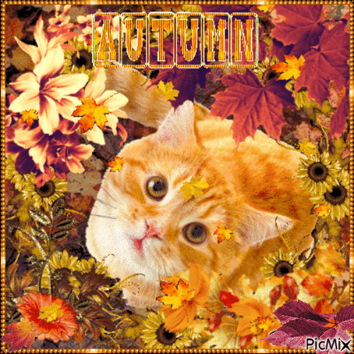 Autumn Kitty Gif Pictures, Photos, and Images for Facebook, Tumblr ...