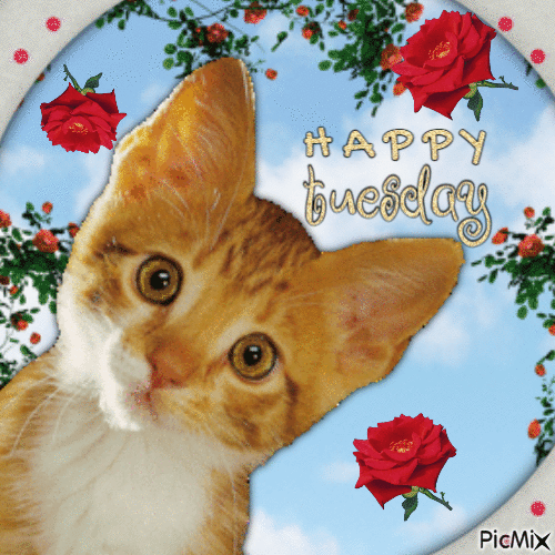 Super Cute Kitten - Happy Tuesday Gif Pictures, Photos, and Images for ...
