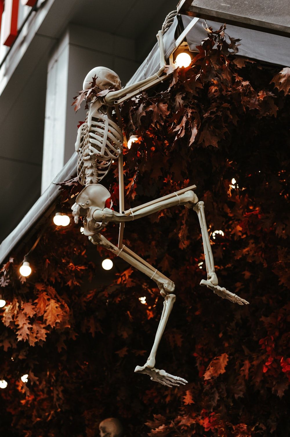 Skeleton Climbing Pictures, Photos, and Images for Facebook, Tumblr ...