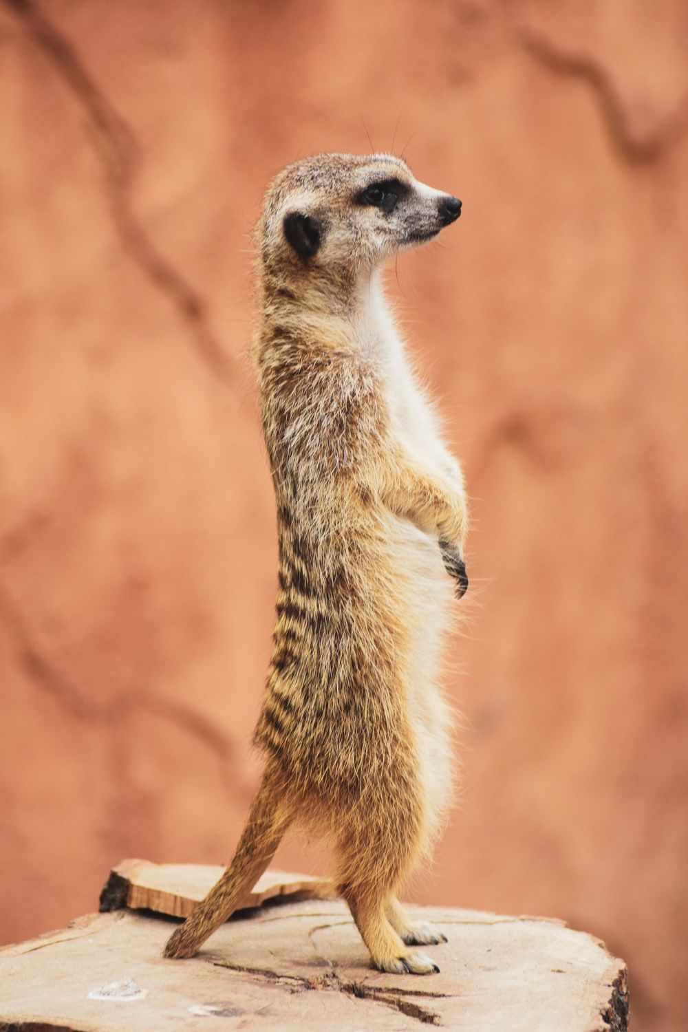 Meerkat Pictures, Photos, and Images for Facebook, Tumblr, Pinterest ...