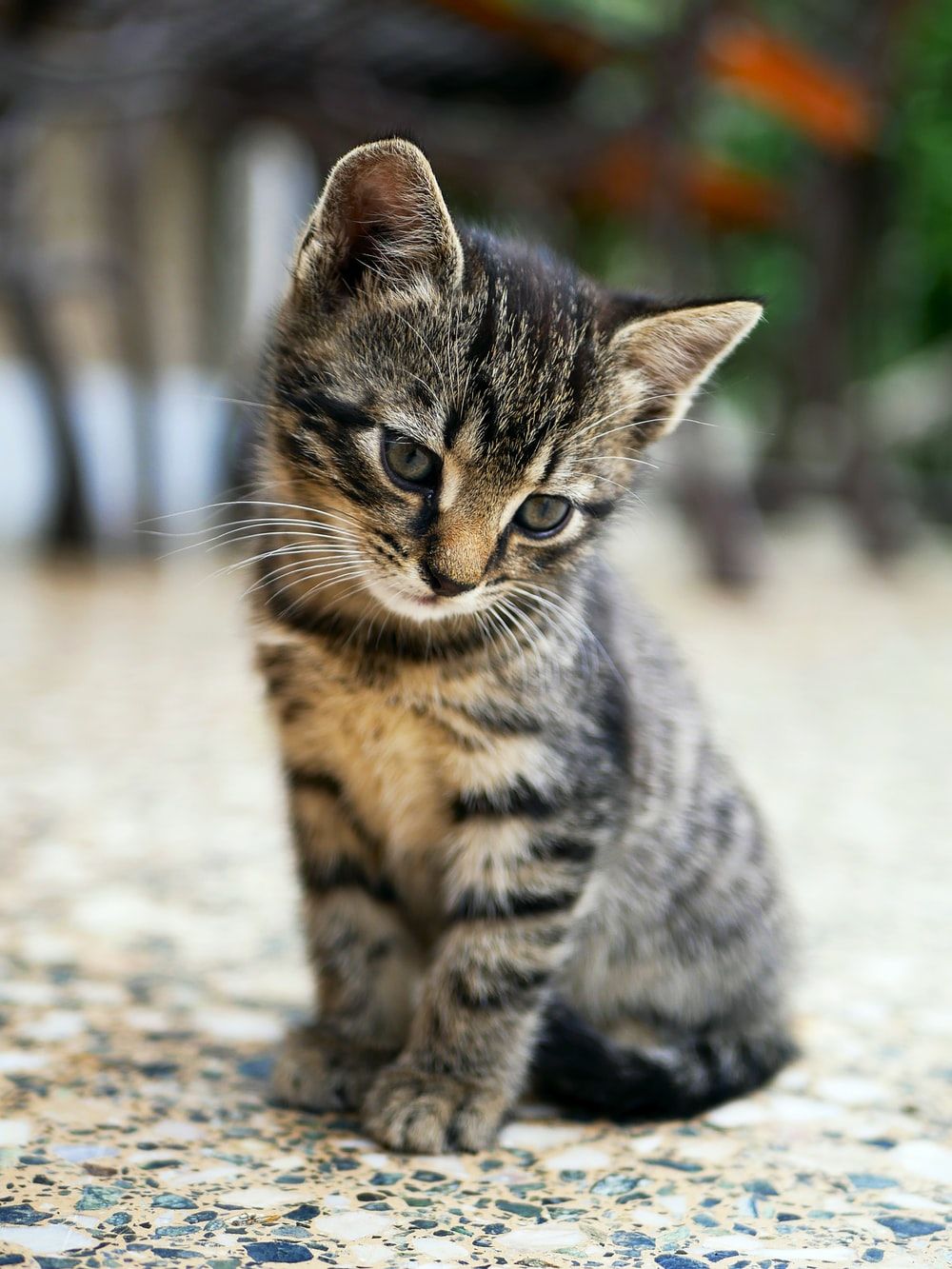 Mini Tabby Cat Pictures, Photos, and Images for Facebook, Tumblr ...