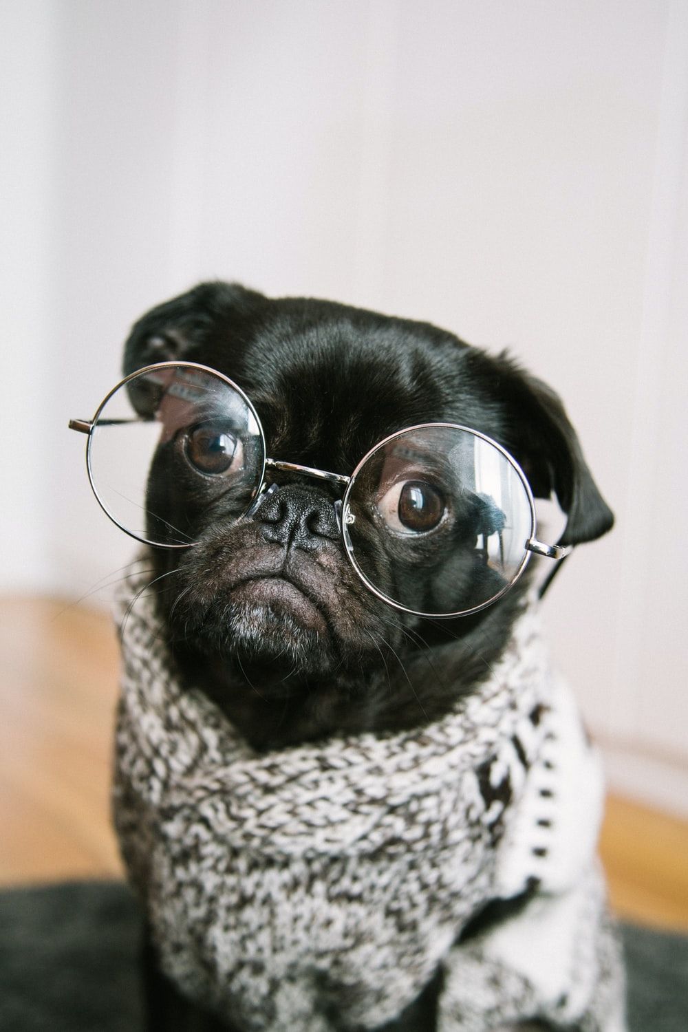 Are Pugs Very Smart
