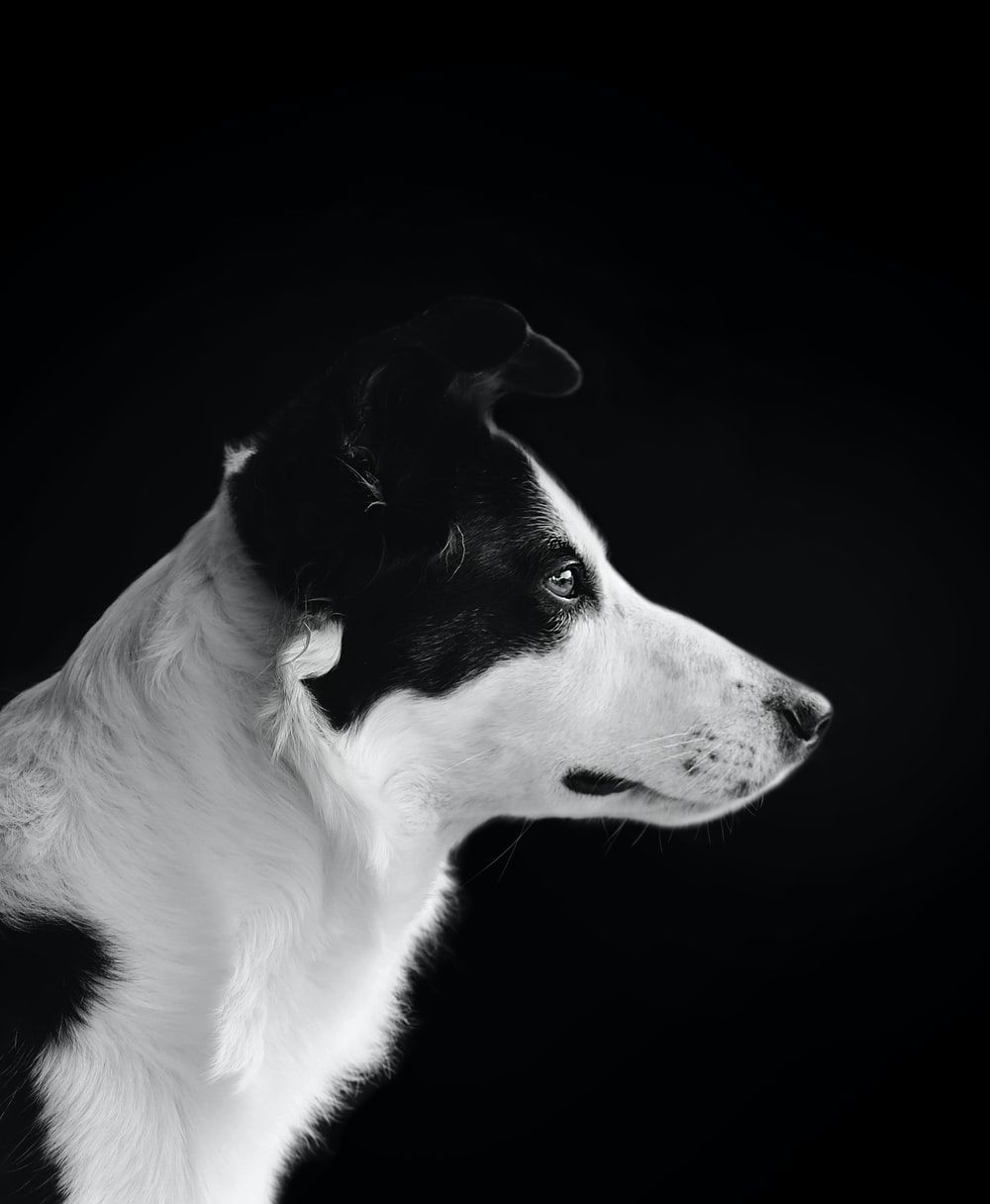Black And White Dog Pictures, Photos, and Images for Facebook, Tumblr ...