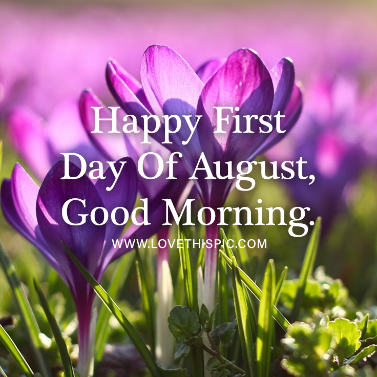 Purple Crocus - Happy First Day Of August, Good Morning Pictures ...