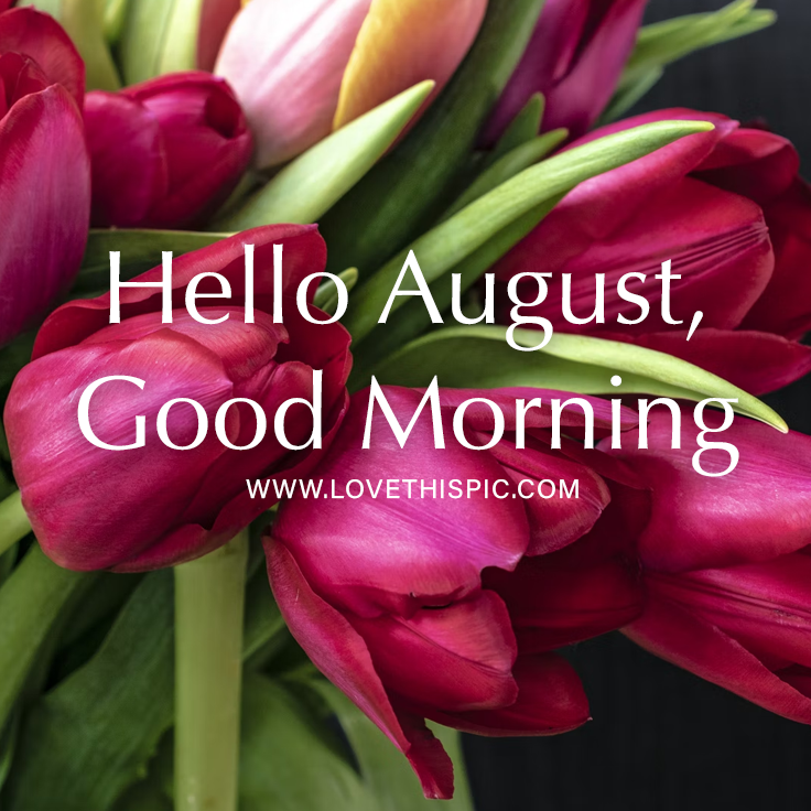 Bouquet Of Pink Tulips - Hello August, Good Morning Pictures, Photos ...