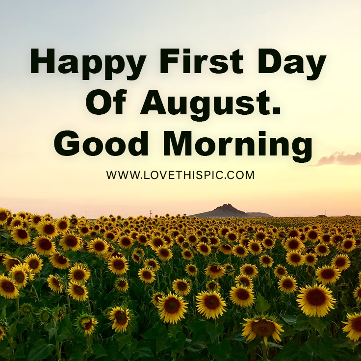 Sunflower Meadow - Happy First Day Of August. Good Morning Pictures ...