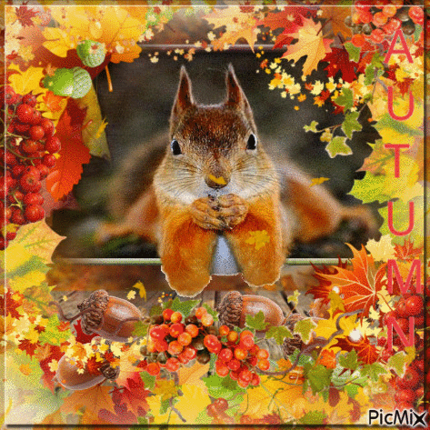 Squirrel Eating Nut - Autumn Gif Pictures, Photos, and Images for ...