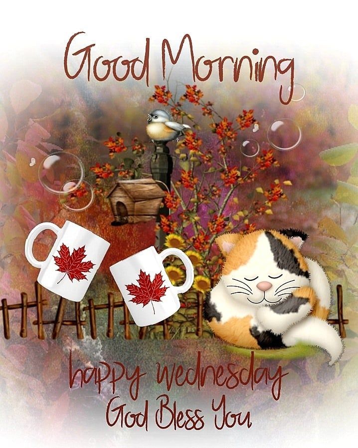 Fall Cat And Mug - Good Morning, Happy Wednesday Pictures, Photos, and ...