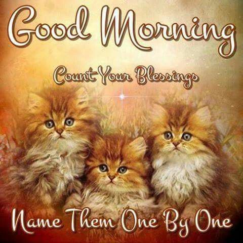 Three Cats - Good Morning, Count Your Blessings Pictures, Photos, and ...