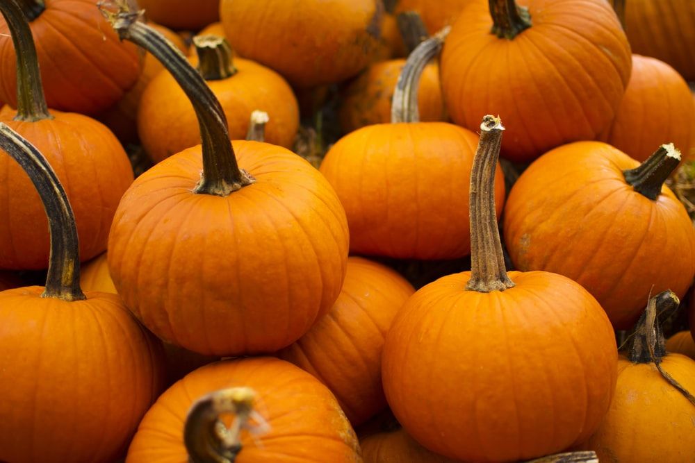 Orange Pumpkins Pictures, Photos, and Images for Facebook, Tumblr ...