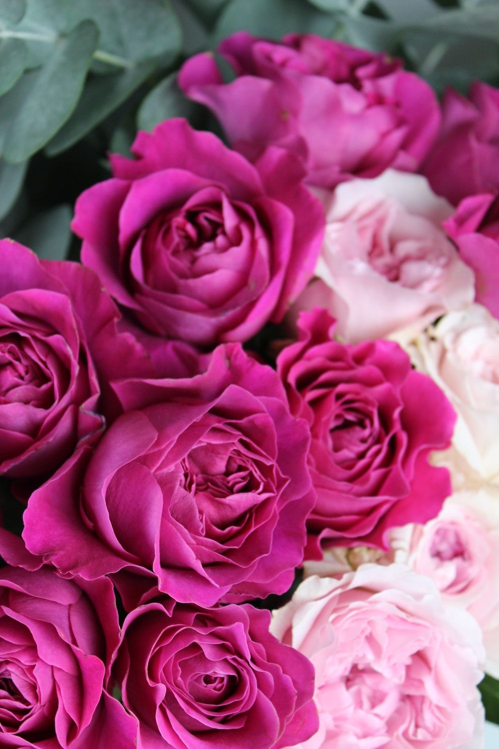 Magenta & Pink Roses Pictures, Photos, and Images for Facebook, Tumblr ...