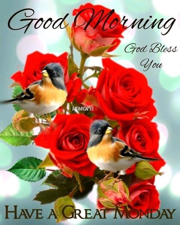 Beautiful & Great Monday, Good Morning Pictures, Photos, and Images for ...