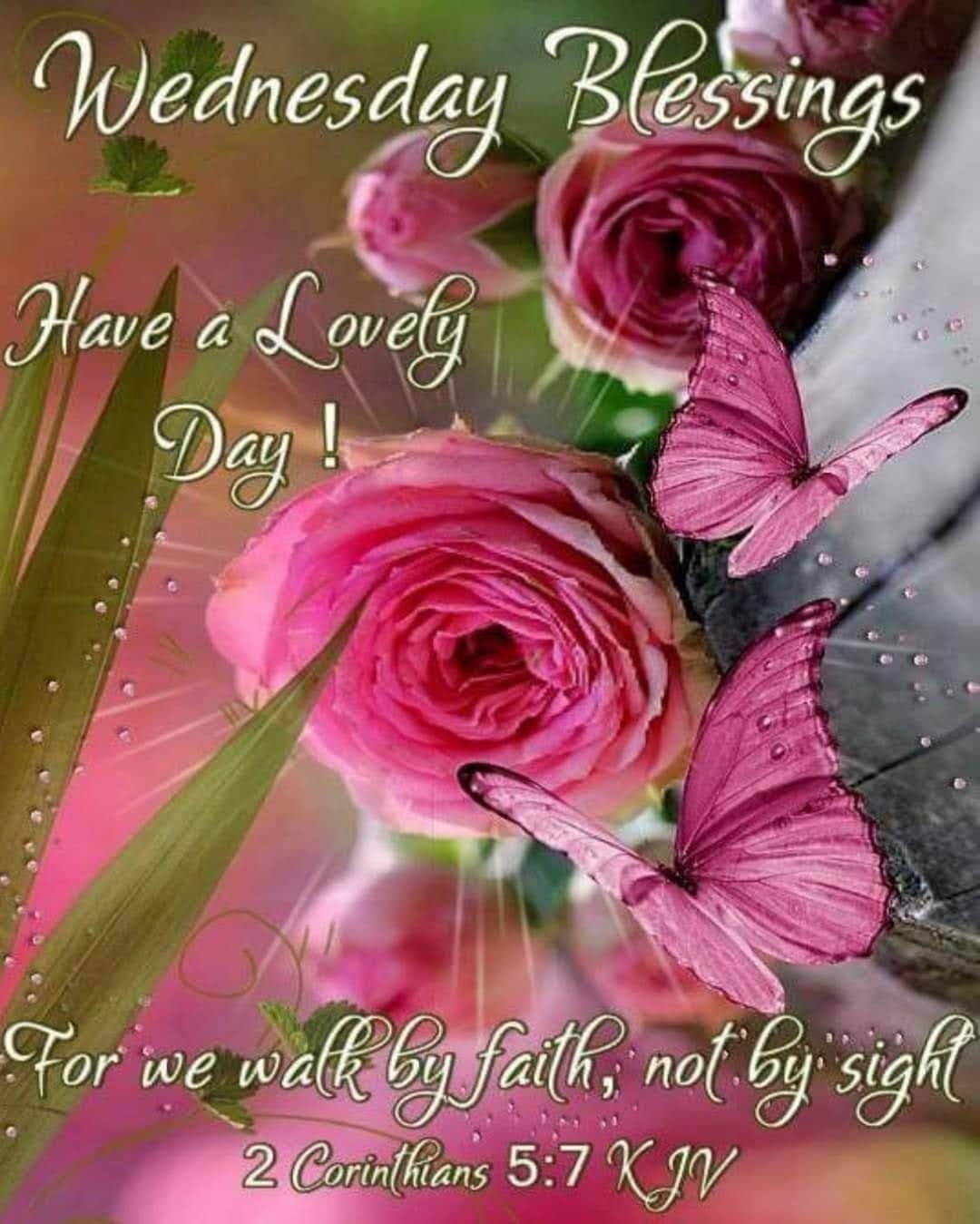 Pink Butterfly - Wednesday Blessings Pictures, Photos, and Images for ...