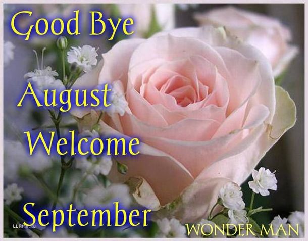 Pink Rose, Goodbye August And Welcome September Pictures, Photos, and ...