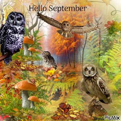 Fall Owls - Hello September Pictures, Photos, and Images for Facebook ...