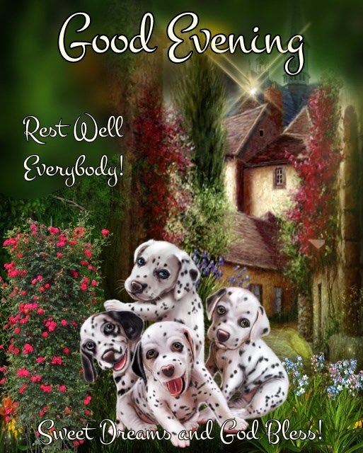 Happy Dalmatians - Good Evening, Rest Well Everybody Pictures, Photos ...