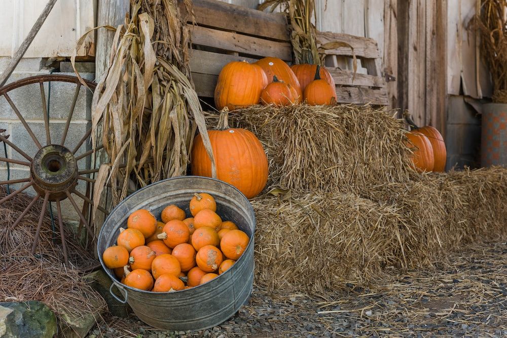 Pumpkins In Hay Pictures, Photos, and Images for Facebook, Tumblr ...
