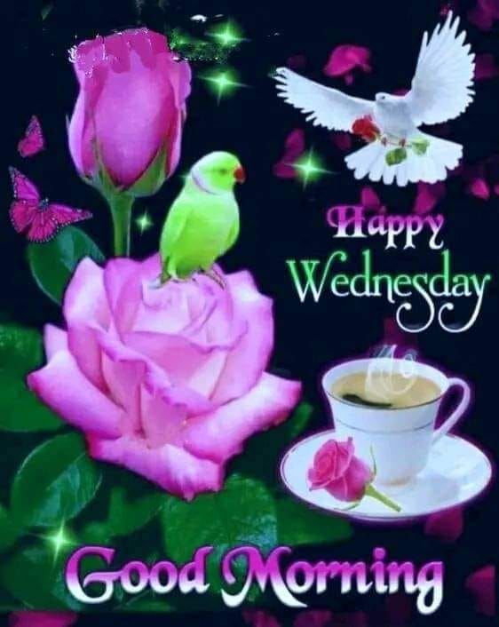 Happy Wednesday Good Morning With Rose And Bird Pictures, Photos, and ...