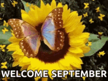 Sunflower Welcome September Gif Pictures, Photos, and Images for ...