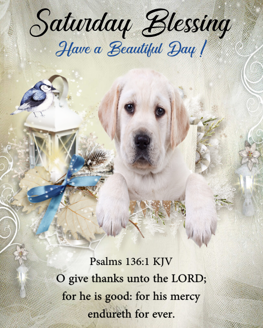 Cute Dog And Birdy - Saturday Blessing Pictures, Photos, and Images for ...