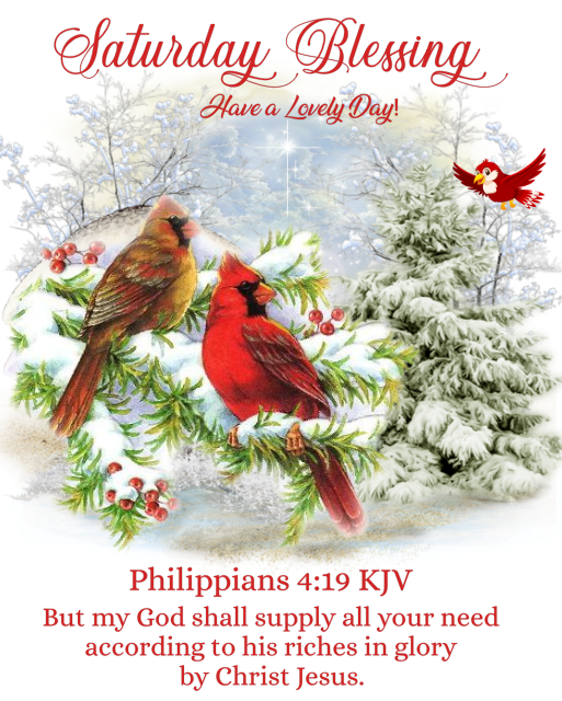 Cardinals In Winter - Saturday Blessing, Have A Lovely Day! Pictures ...