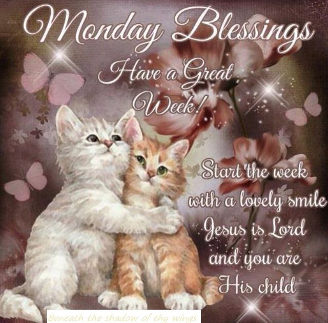 Kitty Hugging Kitty - Monday Blessings Pictures, Photos, and Images for ...