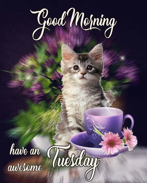 Cute Kitten Good Morning, Have An Awesome Tuesday Pictures, Photos, and ...