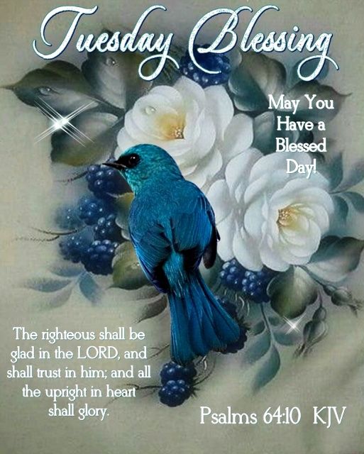 Blue Bird With White Rose - Tuesday Blessing Pictures, Photos, and ...
