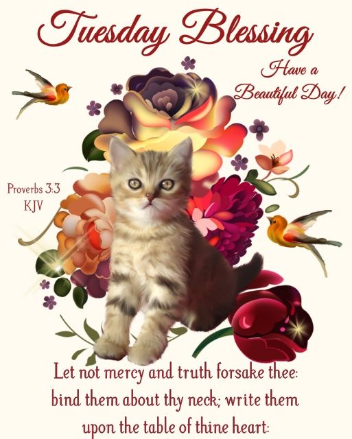 Beautiful Kitty Tuesday Blessing Pictures, Photos, and Images for ...