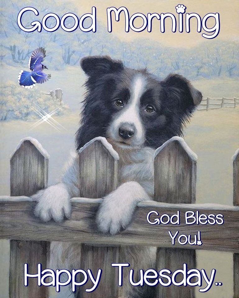 Doggy And Butterfly, Good Morning Happy Tuesday Pictures, Photos, and ...