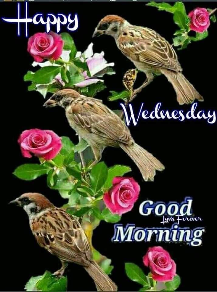 Birds And Roses - Happy Wednesday, Good Morning Greeting Pictures ...