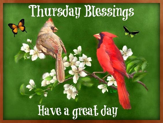 Cardinal Birds - Thursday Blessings Pictures, Photos, and Images for ...