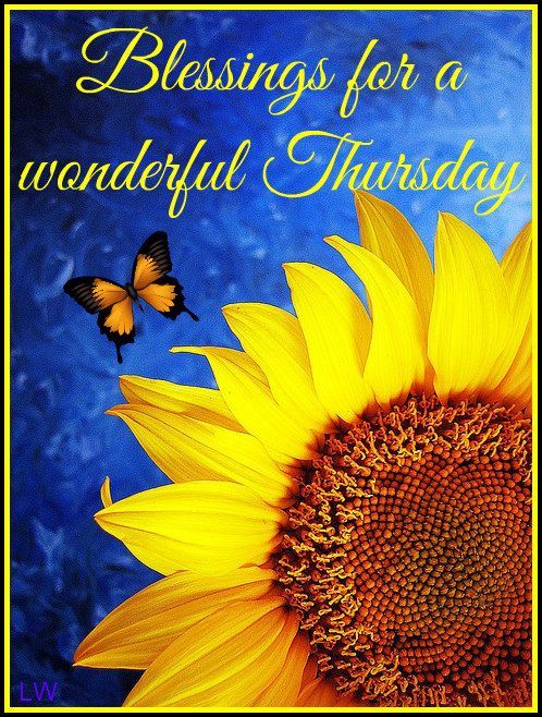 Yellow Sunflower And Butterfly - Blessings For A Wonderful Thursday ...