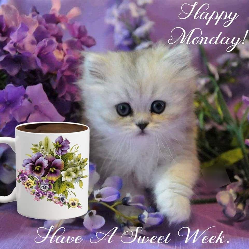 Baby Kitten Happy Monday! Have A Sweet Week Pictures, Photos, and ...