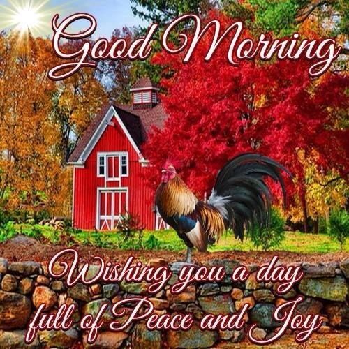 Morning Rooster - Good Morning, Wishing You A Day Full Of Peace And Joy ...