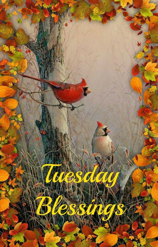 Fall Cardinal Tuesday Blessings Pictures, Photos, and Images for ...