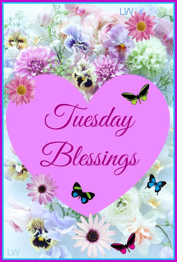 Cute Butterflies - Tuesday Blessings Pictures, Photos, and Images for ...