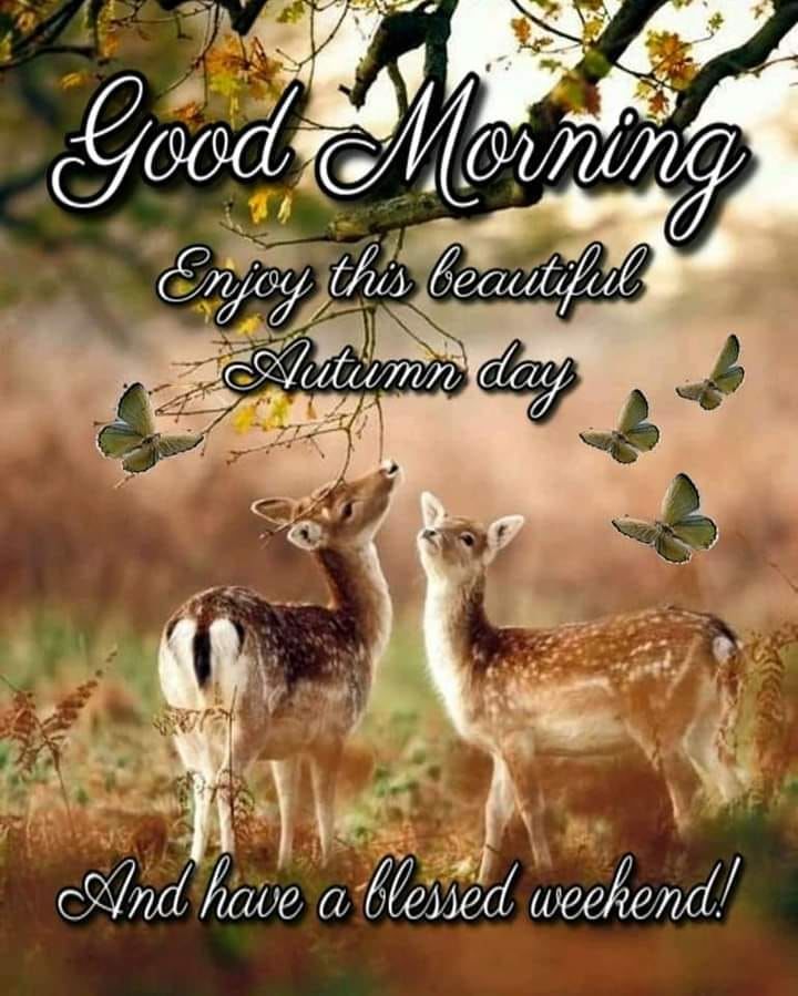 Good Morning, Enjoy This Beautiful Autumn Day Pictures, Photos, and ...