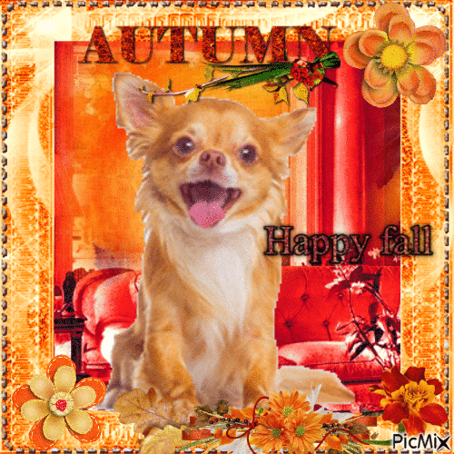 Happy Chihuahua - Happy Fall Pictures, Photos, and Images for Facebook ...
