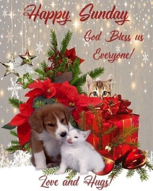 Puppy & Kitten - Happy Sunday, God Bless Us Everyone! Pictures, Photos ...