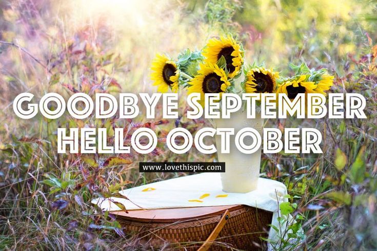 Sunflowers In Pail - Goodbye September Hello October Pictures, Photos ...