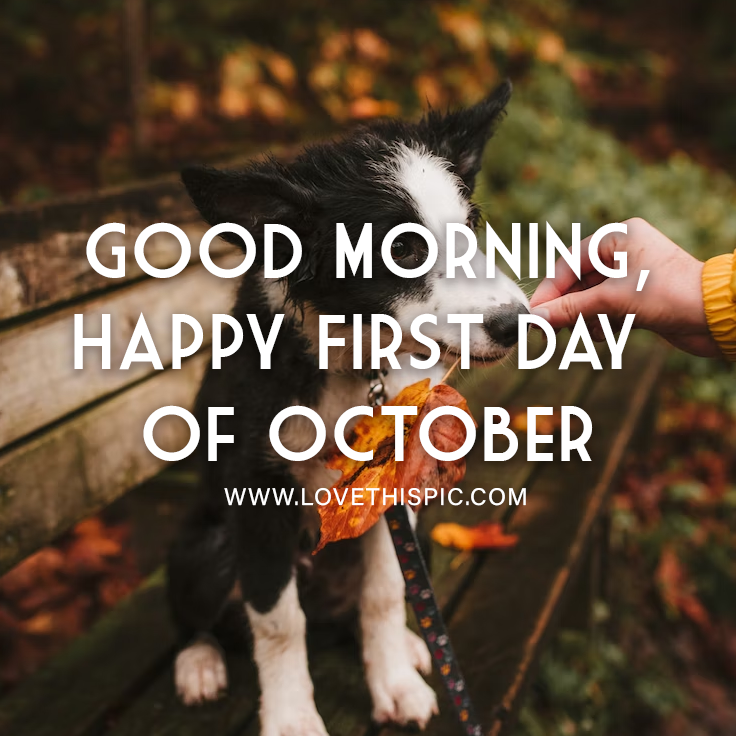 Dog With Leaf - Good Morning, Happy First Day Of October Pictures ...