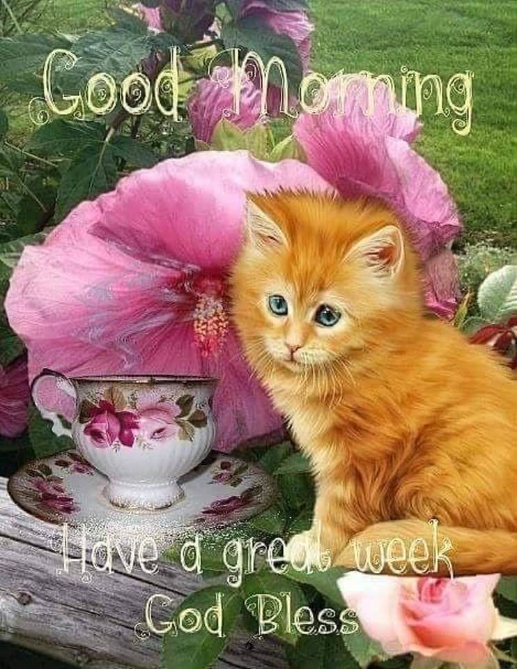 Kitty And Teacup - Good Morning, Have A Great Week Pictures, Photos ...