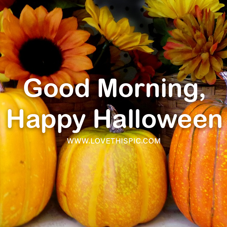 Sunflowers & Pumpkin - Good Morning, Happy Halloween Pictures, Photos ...