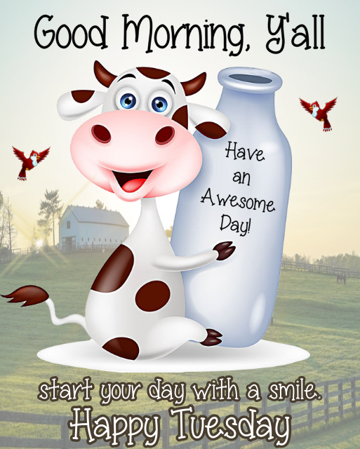 Happy Cow Good Morning, Y'all. Happy Tuesday Pictures, Photos, and ...