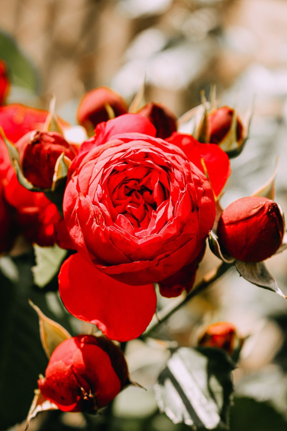 Red Peony Pictures, Photos, and Images for Facebook, Tumblr, Pinterest ...